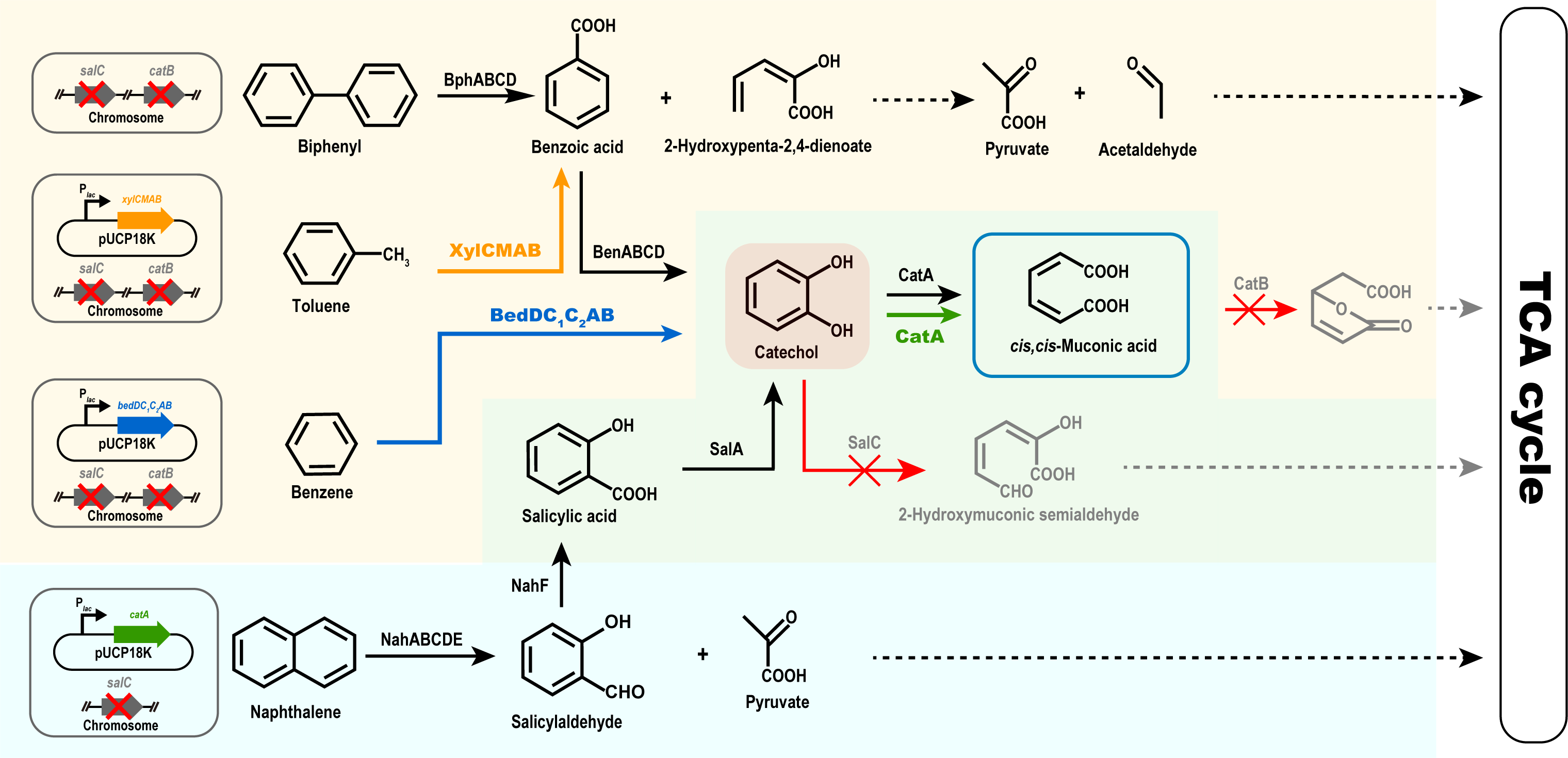Siyang HE (何思炀)
